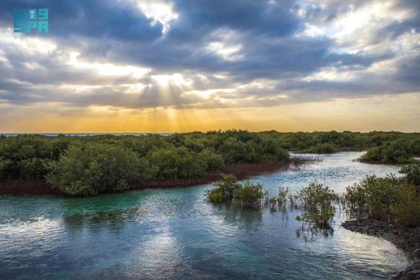 انطلاق فعاليات “أسبوع البيئة 2025”.. غدًا بمشاركة مجتمعية واسعة – Saudi ...